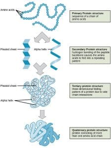 Protein Structure - Amino acids - Primary - TeachMePhysiology
