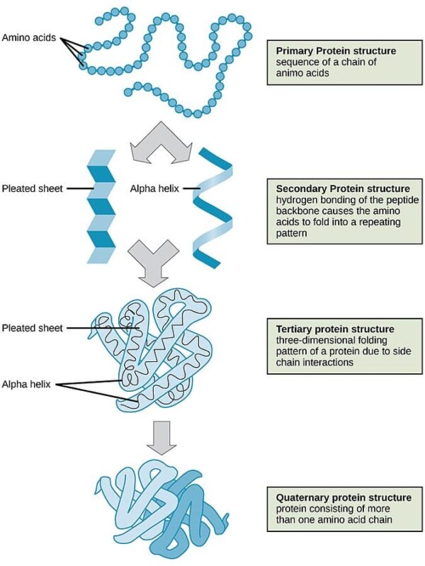 Protein Structure - Amino acids - Primary - TeachMePhysiology