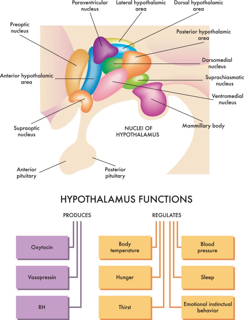 Hypothalamus Structure Function And Clinical Relevance