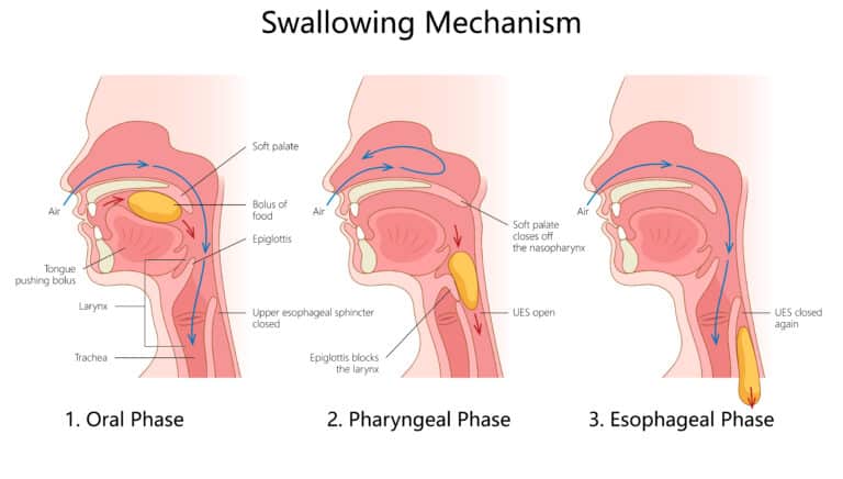 Swallowing - Phases - Control - TeachMePhysiology