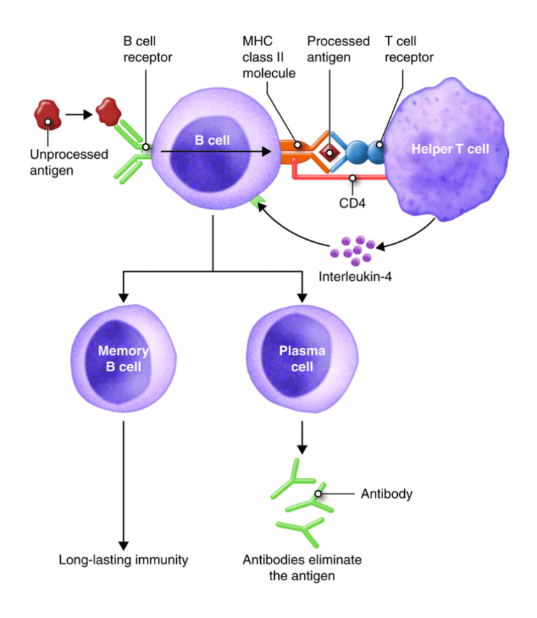B Cells - Development - Types of B Cell - TeachMePhysiology