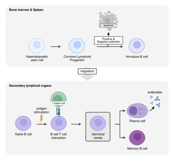 B Cells - Development - Types of B Cell - TeachMePhysiology