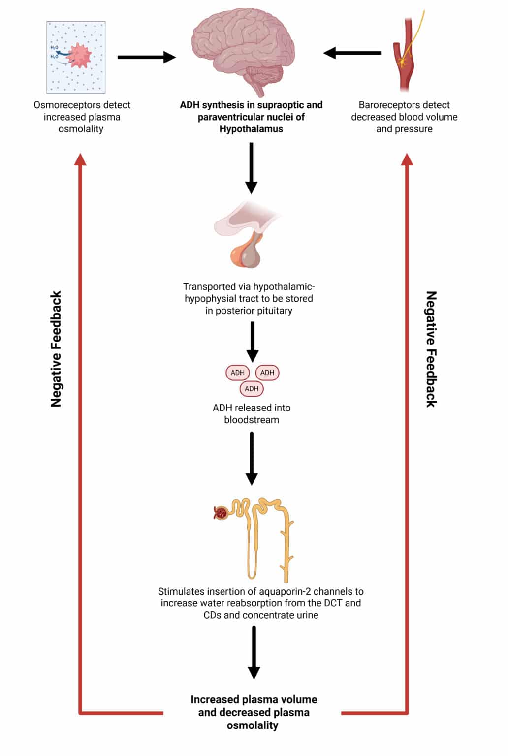 Antidiuretic Hormone - Synthesis - Action - TeachMePhysiology
