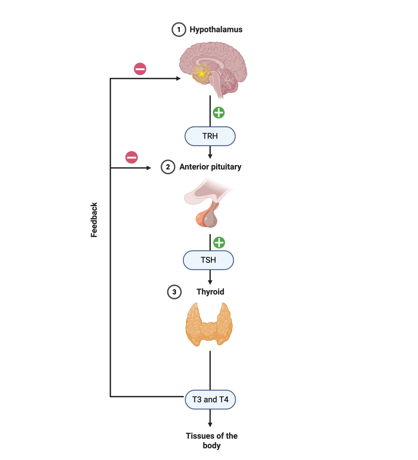 Hypothalamic-Pituitary-Thyroid Axis - Function - Regulation ...