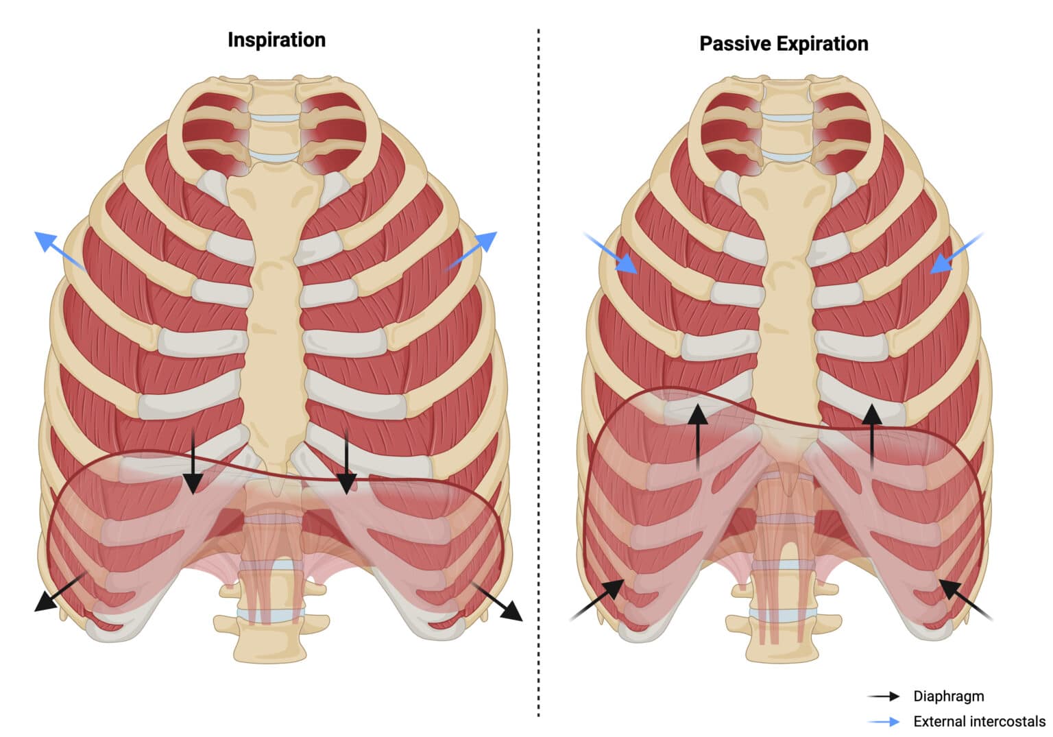 Mechanics of Breathing - Inspiration - Expiration - TeachMePhysiology